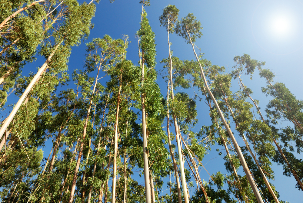 VicForests makes amends for logging blunder, but timber industry revamp ...